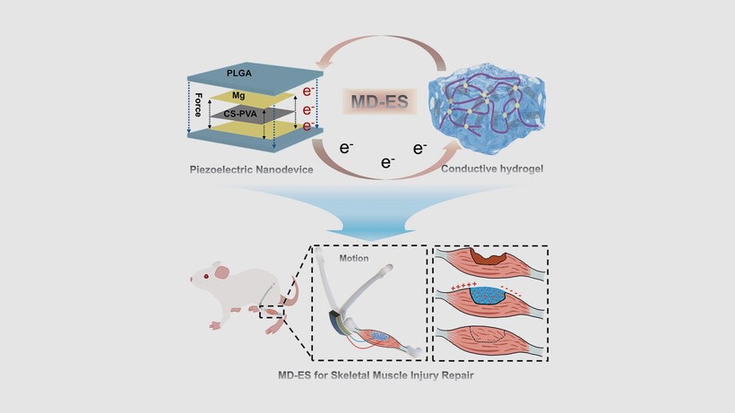 Self-powered 'bio-implant' promises surgery-free recovery for muscle ...